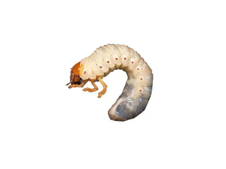 EXTREME PEST & TERMITE LLC – Serving the Greater Winchester, VA Area